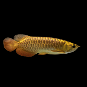 Malaysian Golden High Back Arowana Scleropages Formosus 20cm – Sims ...