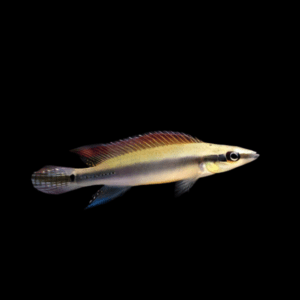 Regans Pike Cichlid Crenicichla Regani Tapajos 5cm – Sims Tropical Fish ...