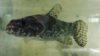 Aimara Wolf Fish Hoplias Aimara 15cm – Sims Tropical Fish | Tropical ...