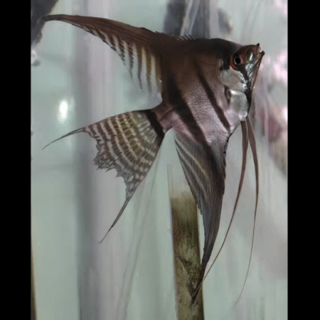 Silver Veil Tail Angelfish Pterophyllum Scalare 5cm – Sims Tropical ...