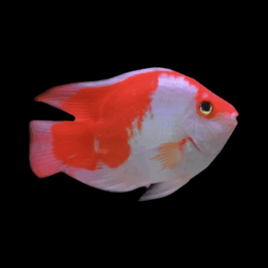 King Kong Kohaku Parrot Fish Hybrid Amphilophus Citrinellus × Vieja ...
