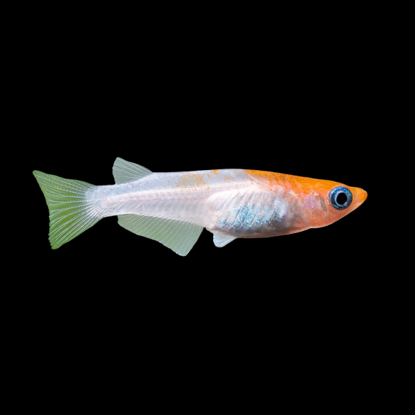 Kohaku Rice Fish Oryzias Latipes – 3cm – Sims Tropical Fish | Tropical ...