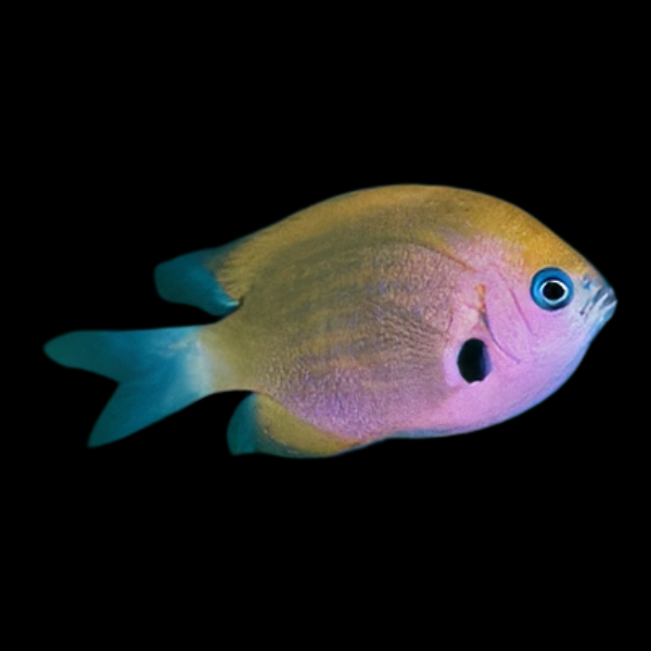 Caribbean Sunset Chromis Chromis Insolata – Sims Tropical Fish ...