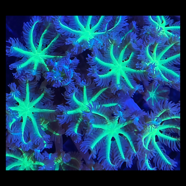 Clove Green Star Coral Polyp Clavularia Sp – Sims Tropical Fish ...