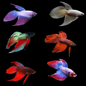 Standard Betta Assorted Male 3cm – Sims Tropical Fish | Tropical Fish ...