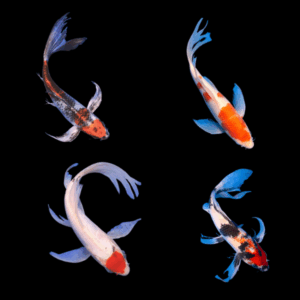 10 x Assorted Butterfly Classic Koi Carp Cyprinus Carpio 10cm – Sims ...