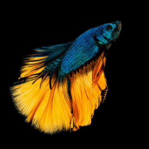 Super Delta Betta Male Mustard Gas 3cm – Sims Tropical Fish | Tropical ...