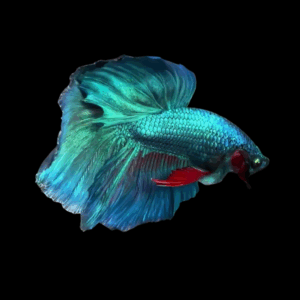 Super Delta Betta Male Turquoise 3cm – Sims Tropical Fish | Tropical ...