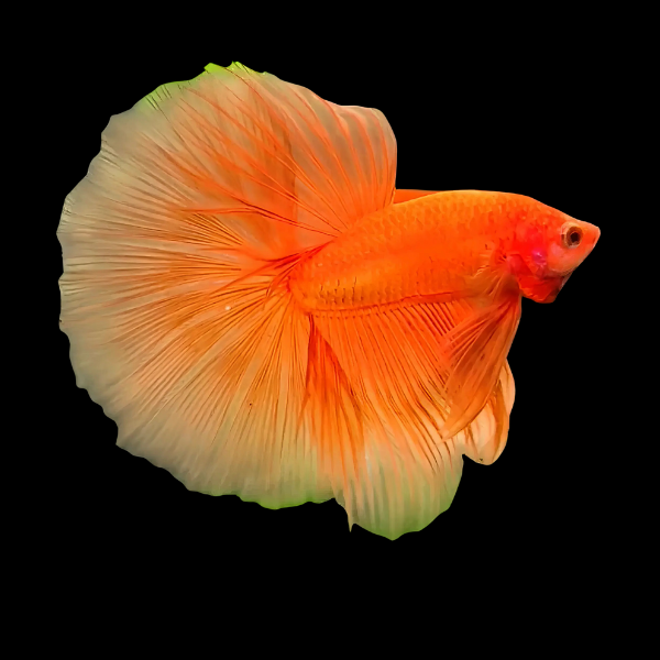 Half Moon Betta Male Orange Base 3cm – Sims Tropical Fish | Tropical ...